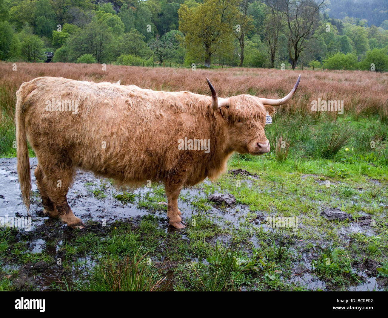 Highland cow in a soggy field in rain Scotland Stock Photo - Alamy