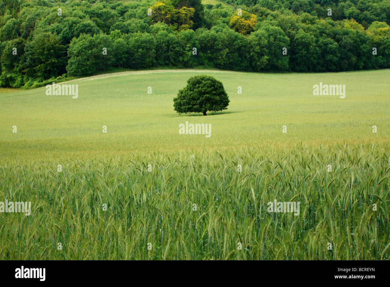 Oak Tree In Barley Field High Resolution Stock Photography and Images ...