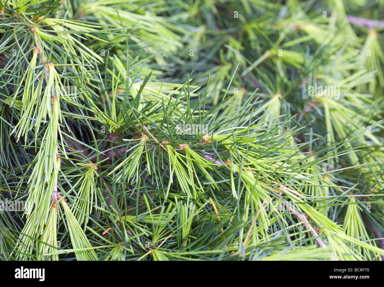 twigs of pine conifer tree (nature background Stock Photo - Alamy
