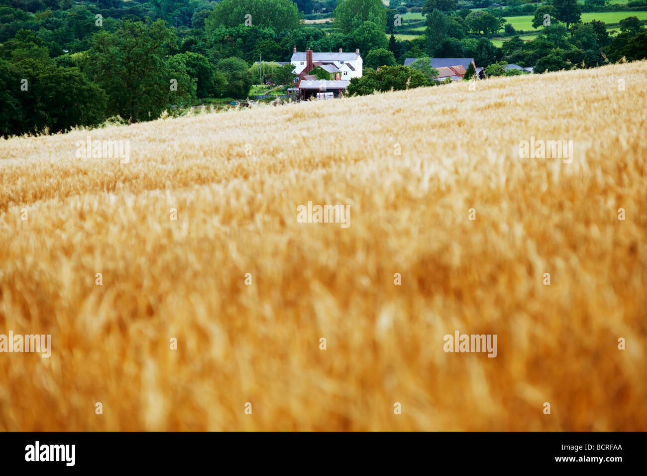 Crops on farmland in the countryside in a rural setting Stock Photo - Alamy