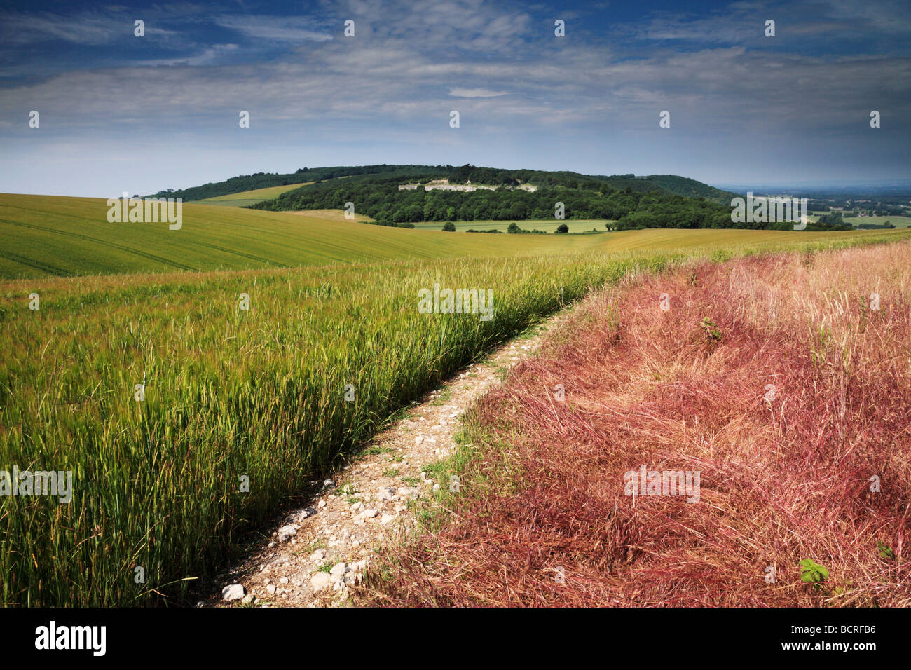 Duncton down hi-res stock photography and images - Alamy