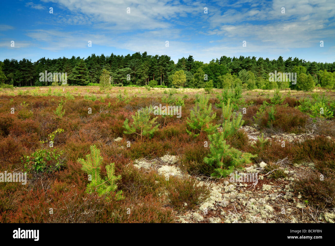 Lavington Common High Resolution Stock Photography and Images - Alamy