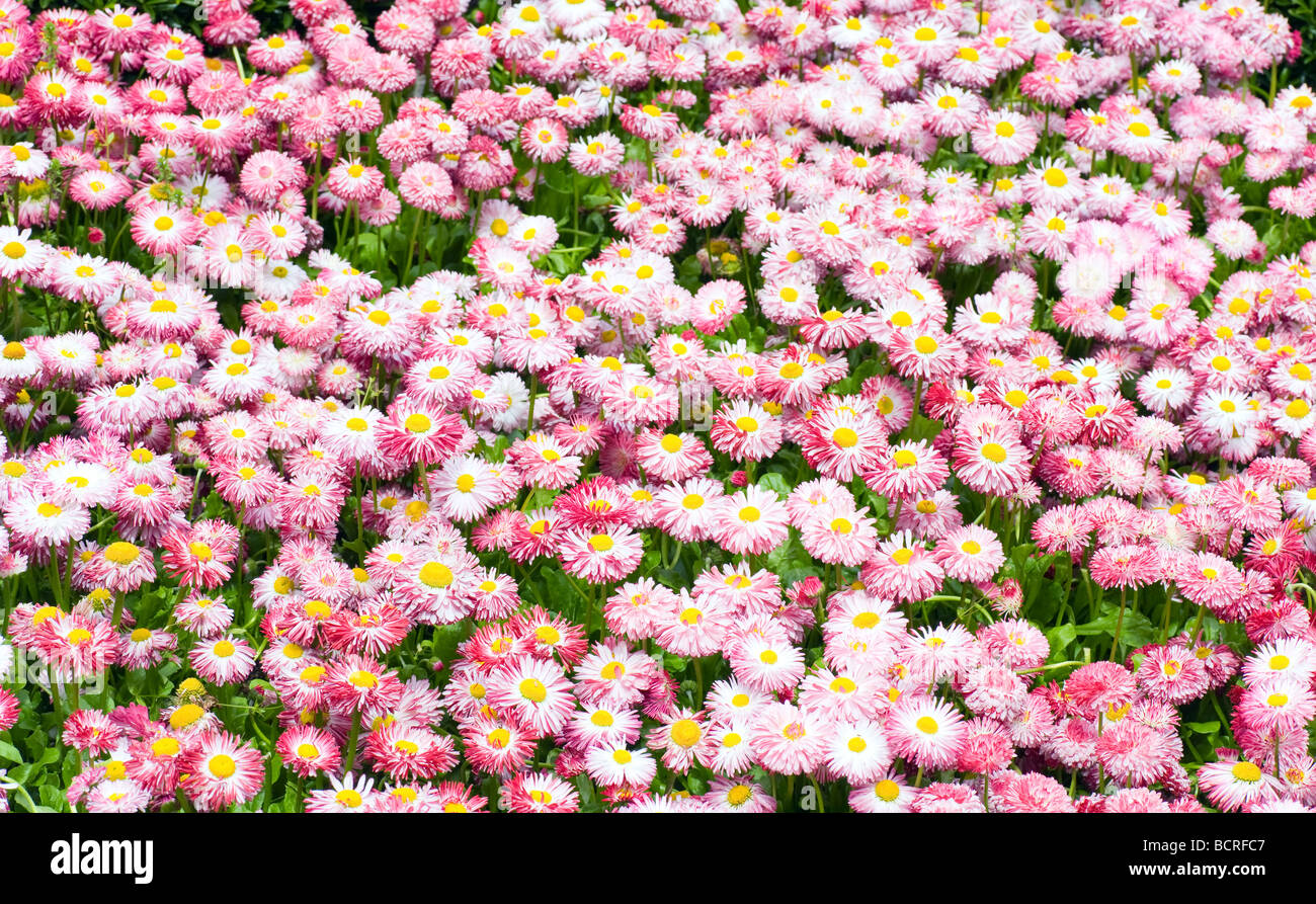 Plants of daisy with red-white flowers (spring background Stock Photo ...