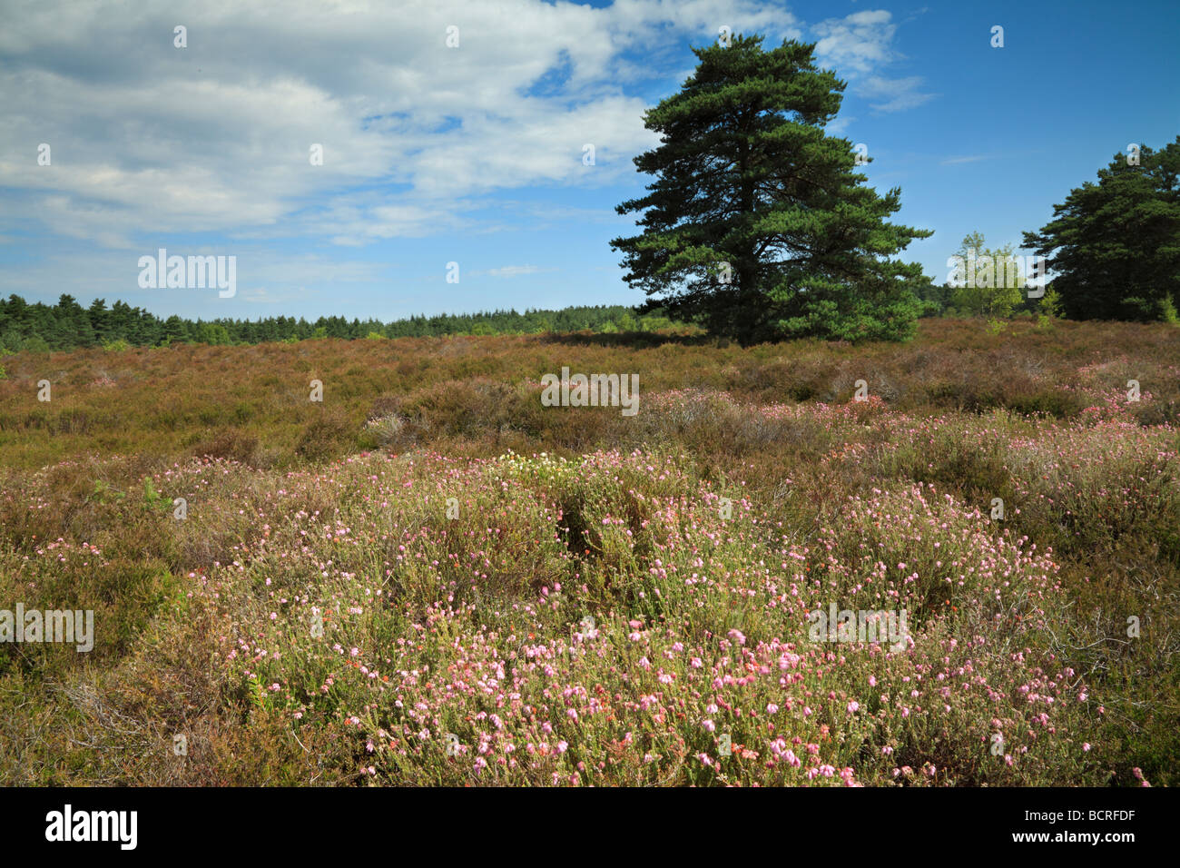 Heather and tree at Lavington Common, Near Graffham, West Sussex Stock ...
