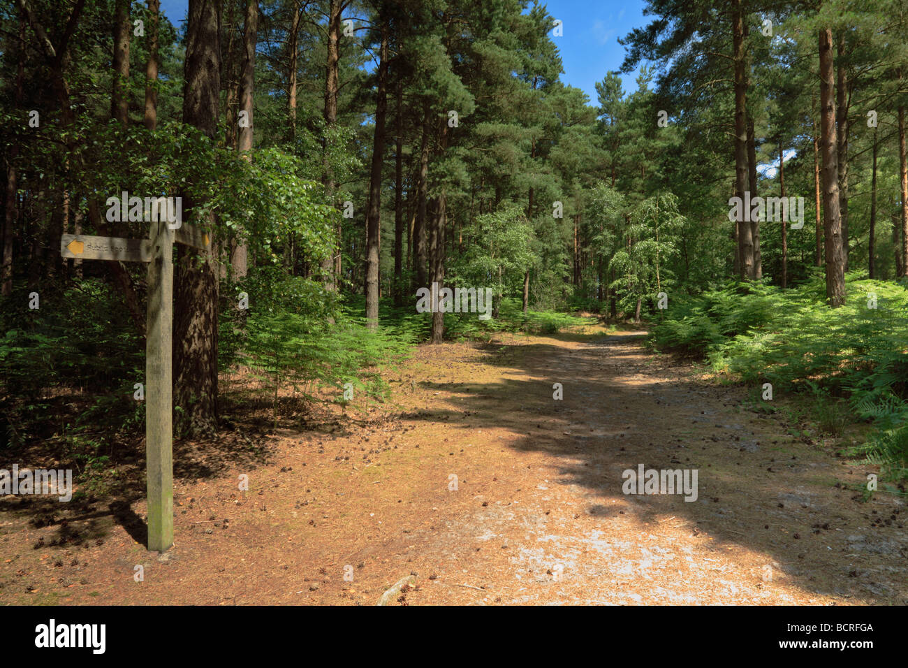 Pathway through Graffham Common, West Sussex Stock Photo - Alamy