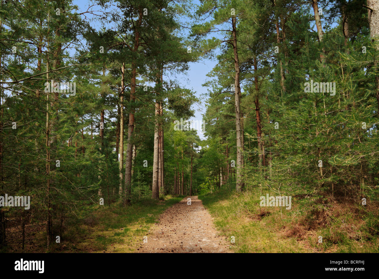 Pathway through Graffham Common, West Sussex Stock Photo - Alamy
