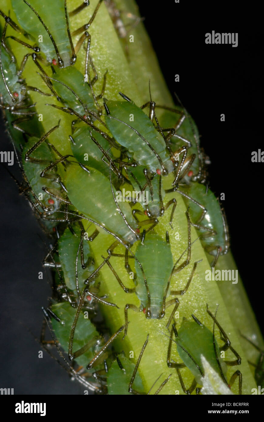 Broad bean aphid hi-res stock photography and images - Alamy
