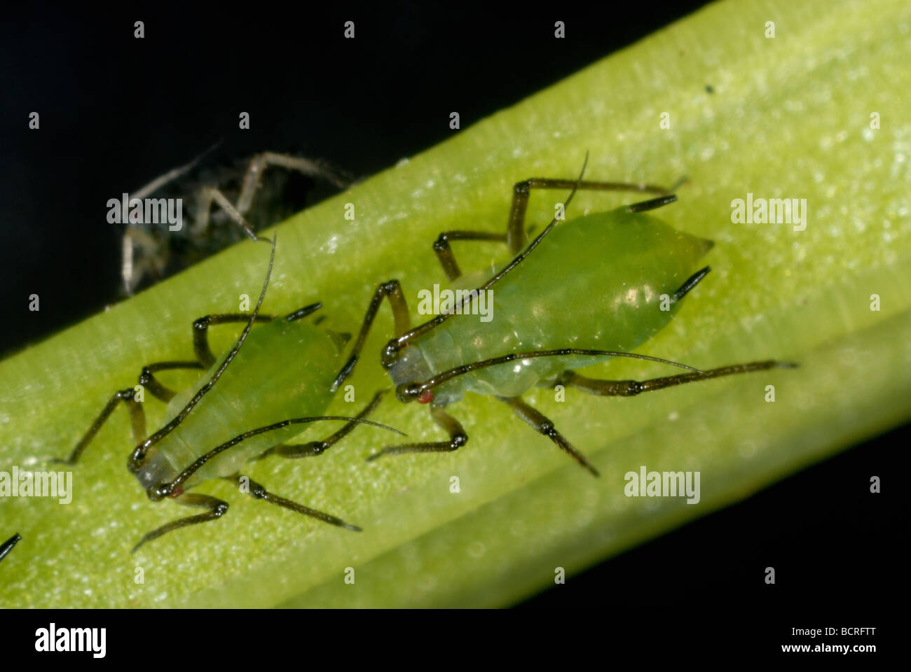 Vetch aphid Megoura viciae infestation on a broad bean stem Stock Photo ...