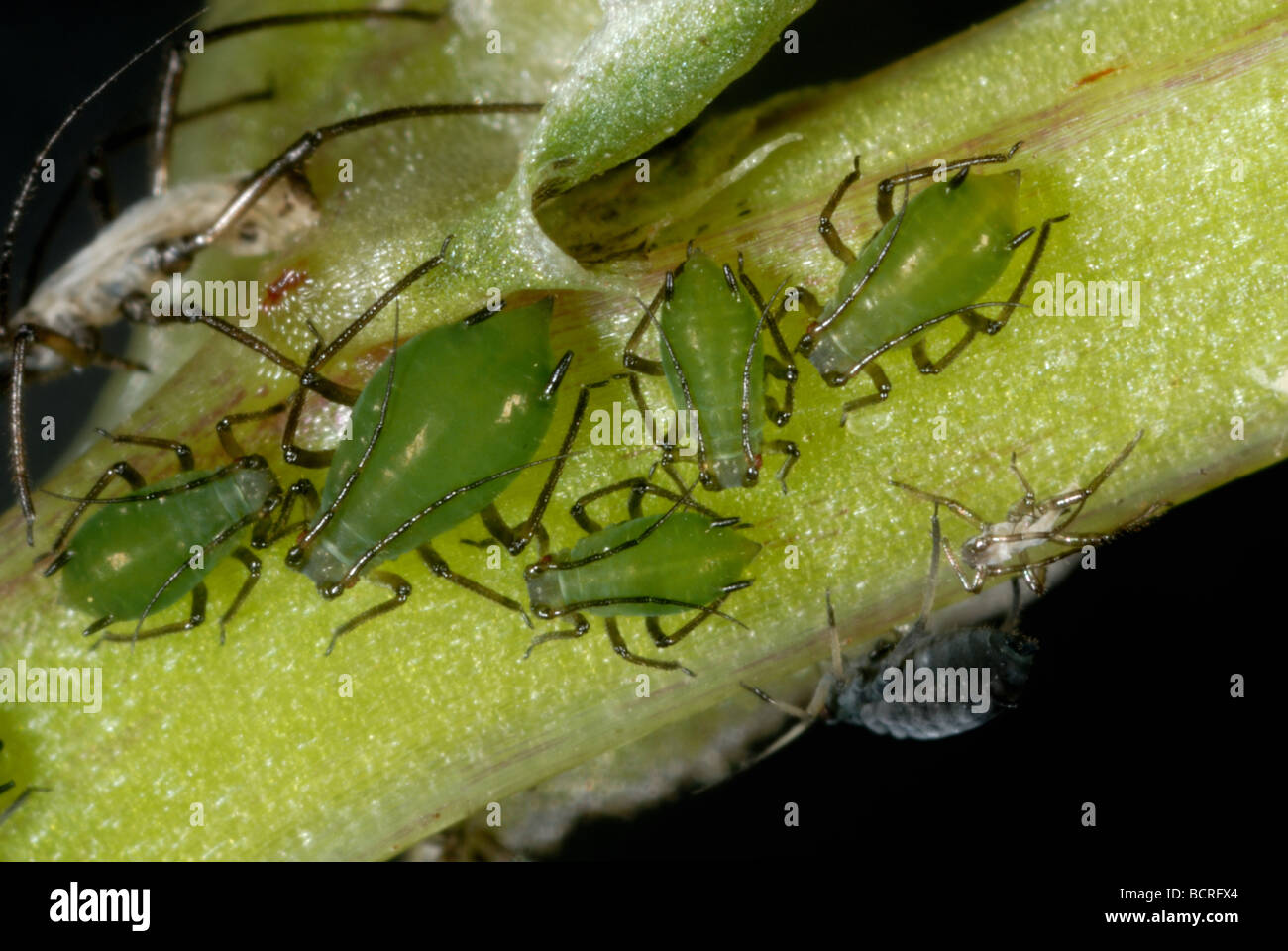Vetch aphid Megoura viciae infestation on a broad bean stem Stock Photo ...