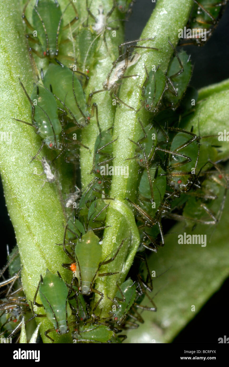 Broad bean aphid hi-res stock photography and images - Alamy