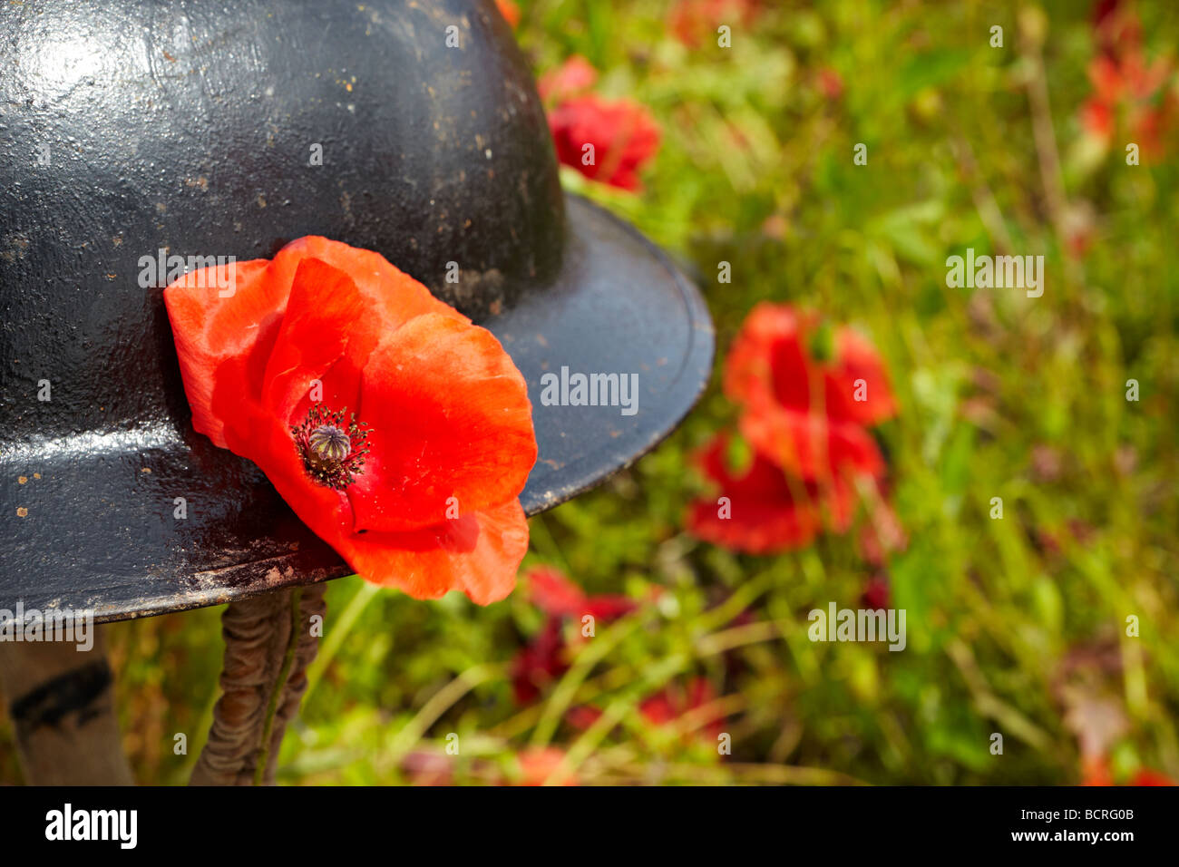 WWII Tommy helmet in field of poppies Stock Photo - Alamy