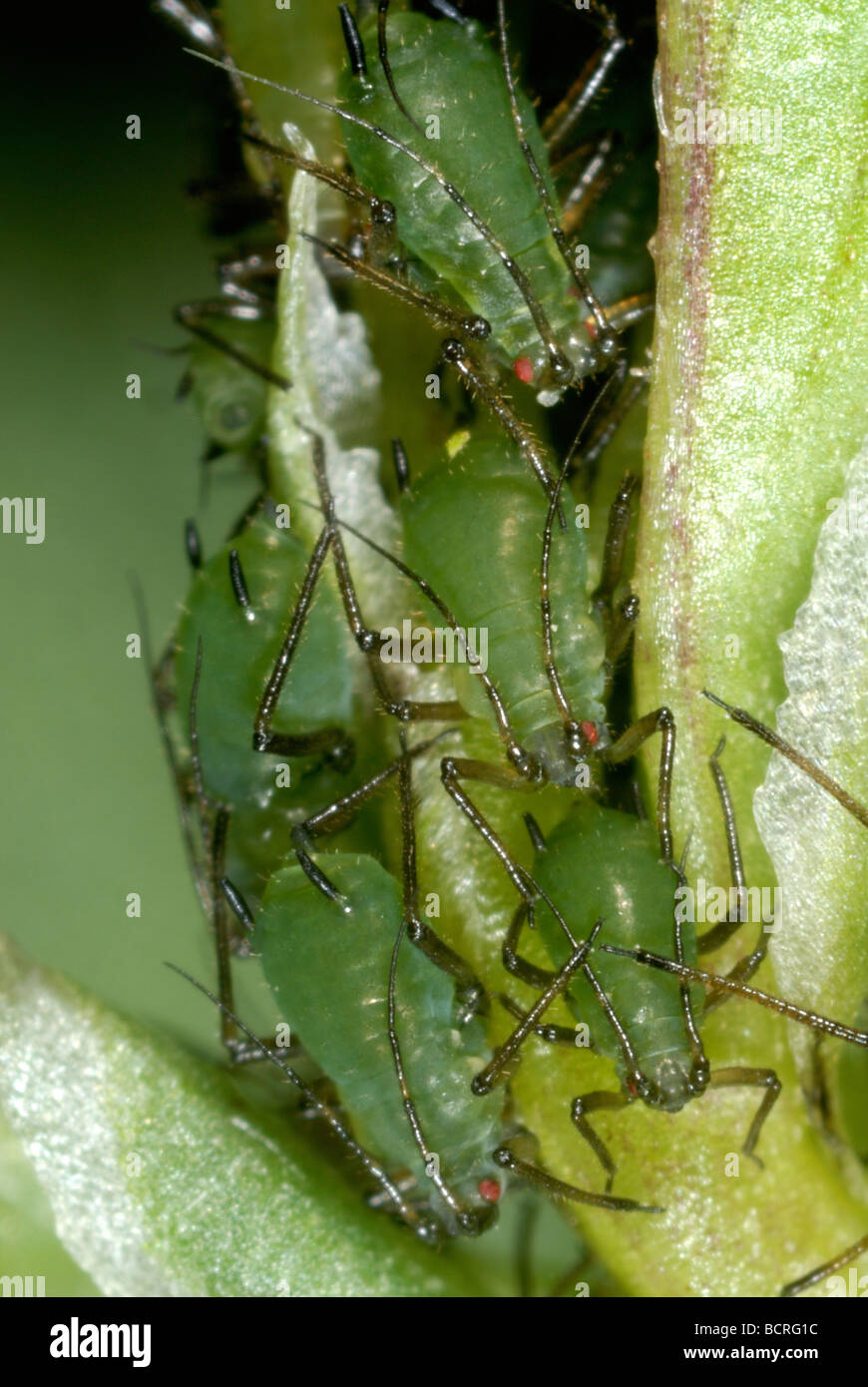 Viciae High Resolution Stock Photography and Images - Alamy
