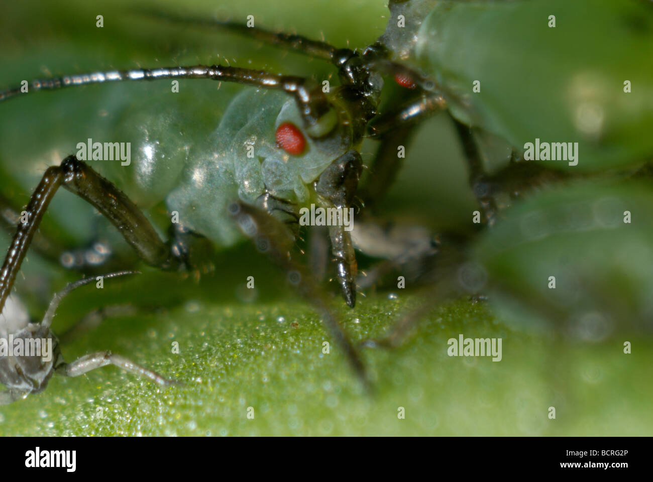 Stylet hi-res stock photography and images - Alamy