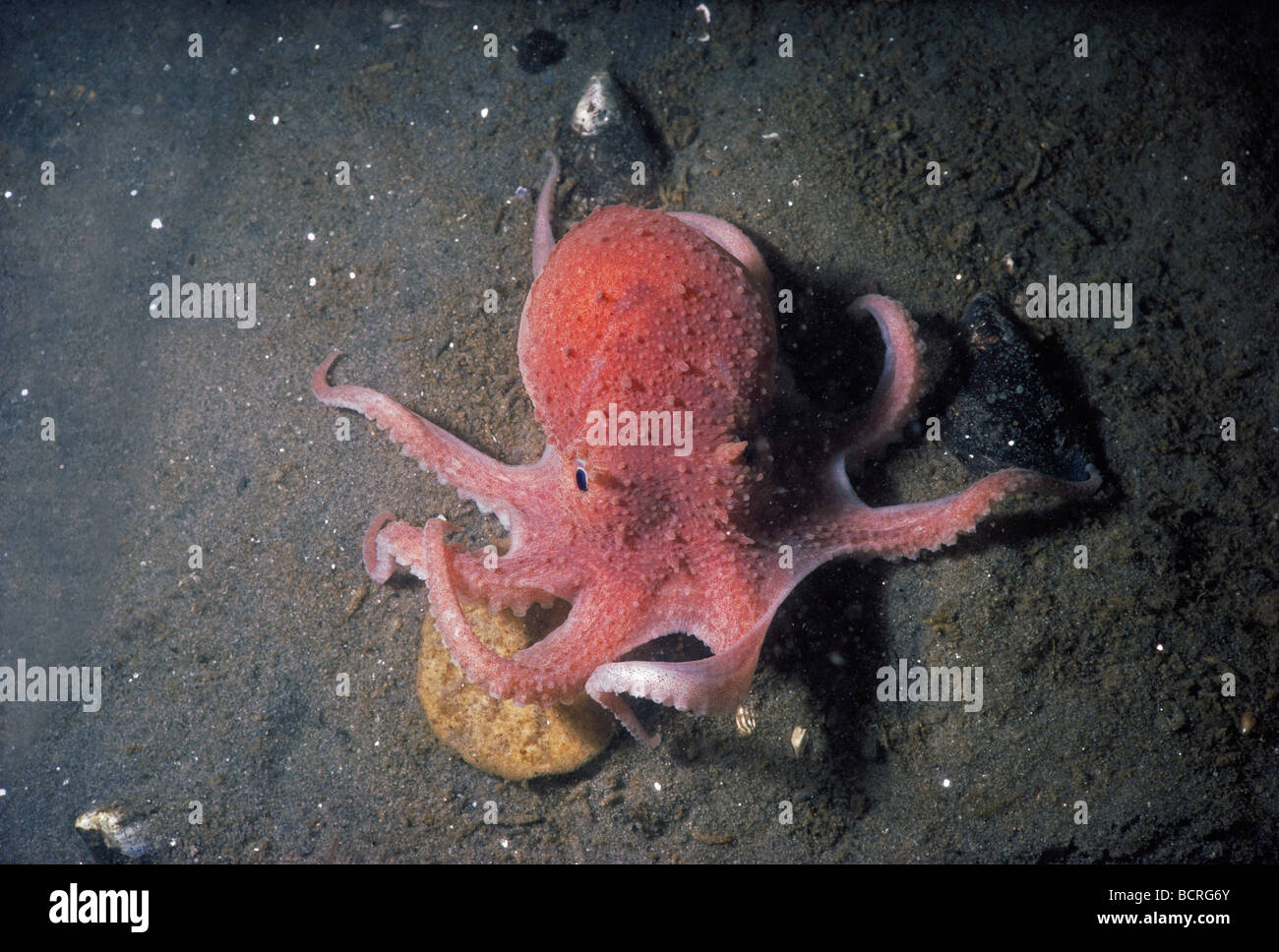 Atlantic Octopus