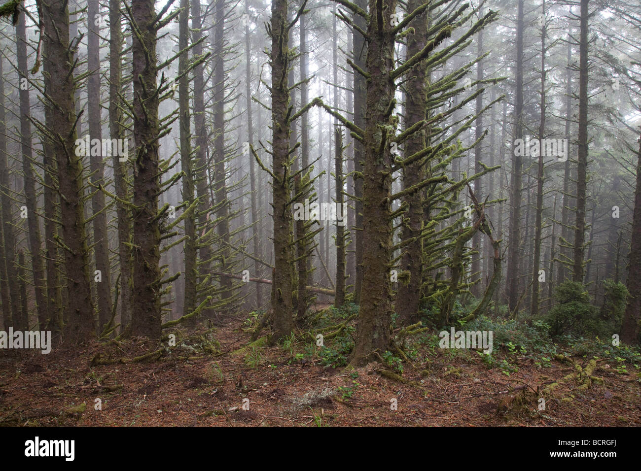 Mist blocks the view to the ocean at Cape Sebastian S P Oregon Stock ...