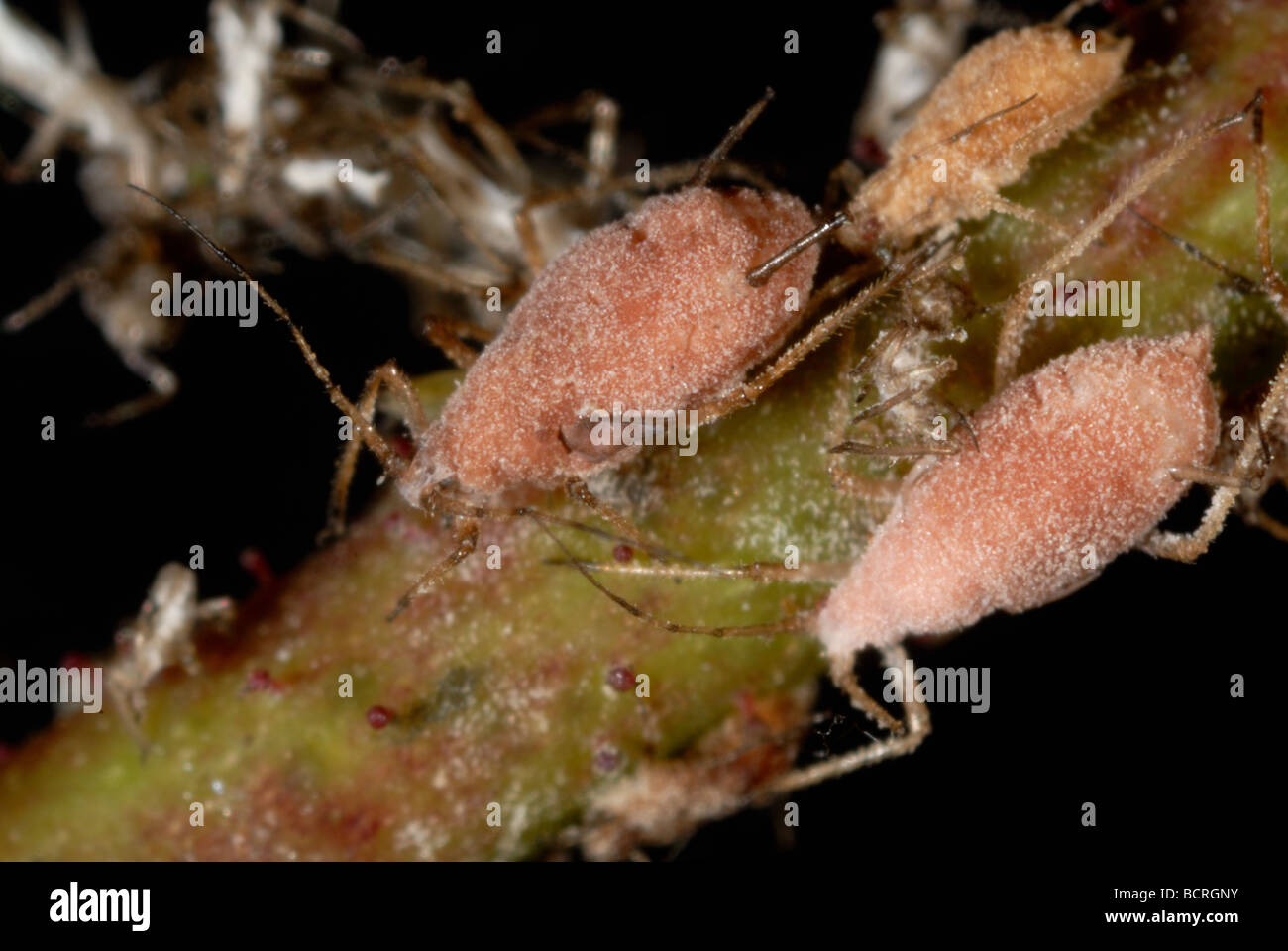 Rose fungus hi-res stock photography and images - Alamy