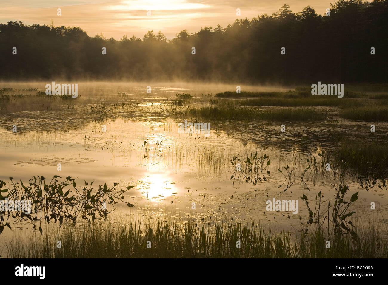 Early morning fog on Fly Pond on Rondaxe Road near Old Forge in the ...