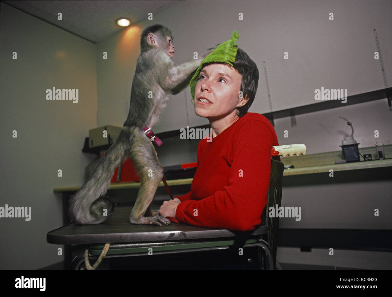 A capuchin monkey uses a cloth to rub its owner s face. Monkes is ...