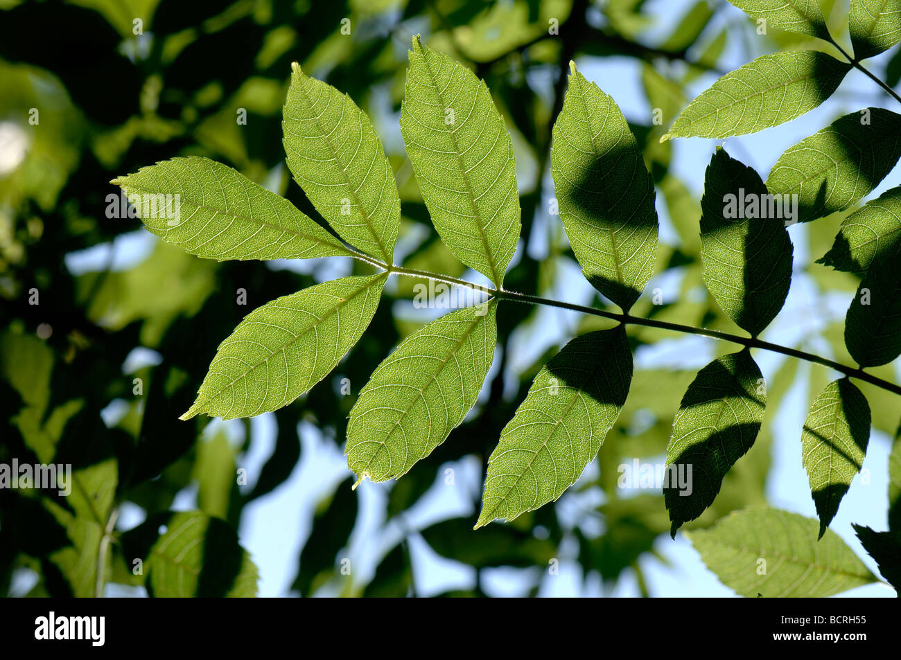 Ash Tree Leaves