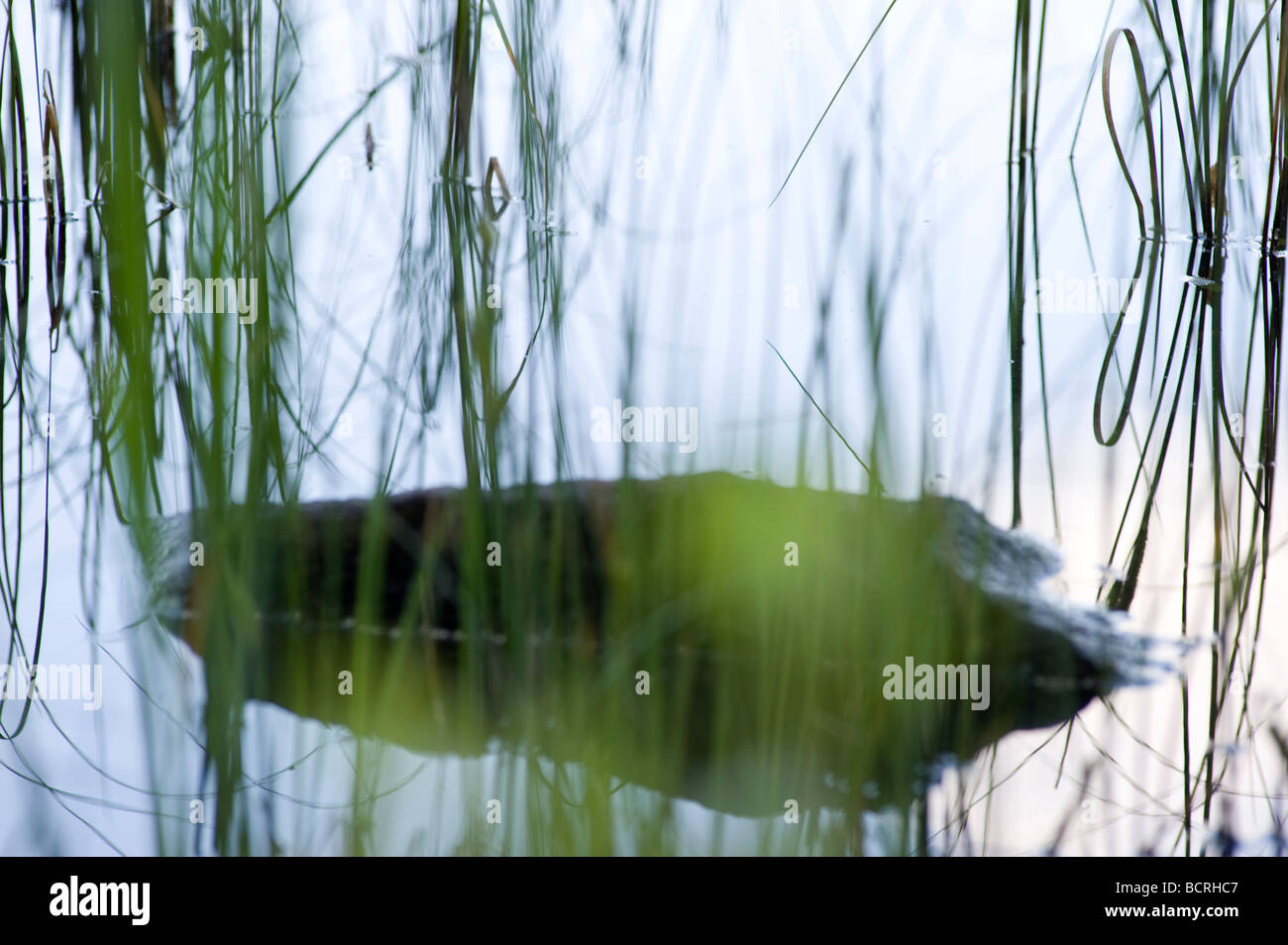 Stone and reed, abstract nature concept Stock Photo - Alamy