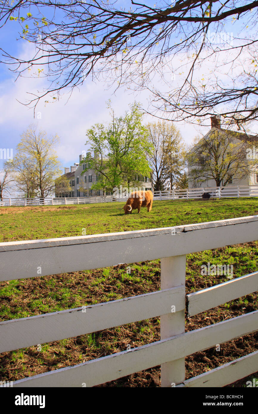 Scottish Highland cow grazes in fenced pasture at Shaker Village of ...