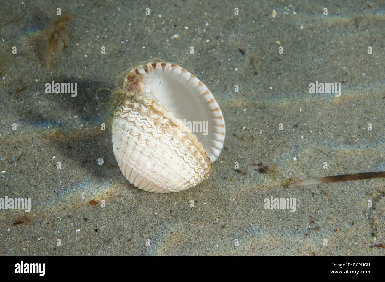 Cockle cerastoderma edule hi-res stock photography and images - Alamy