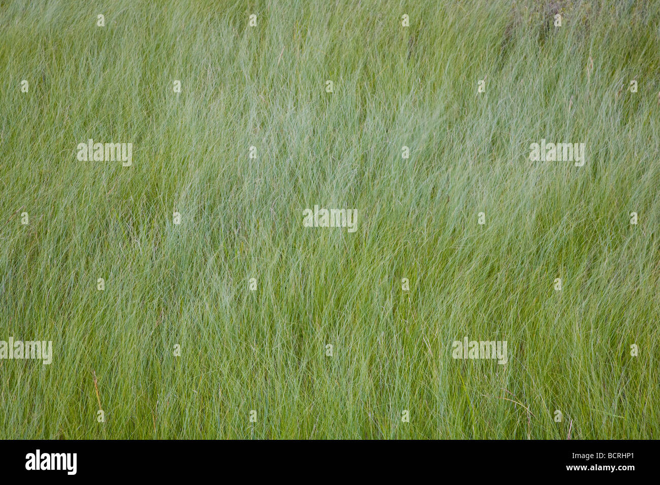 close up of grass type weeds in the Adirondack Mountains of New York ...