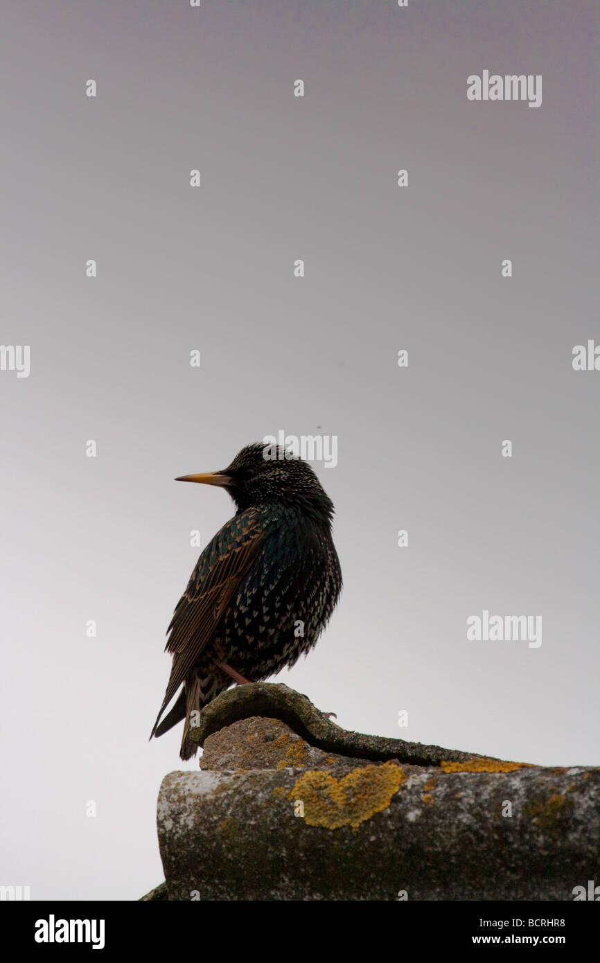 Starling on roof Stock Photo - Alamy