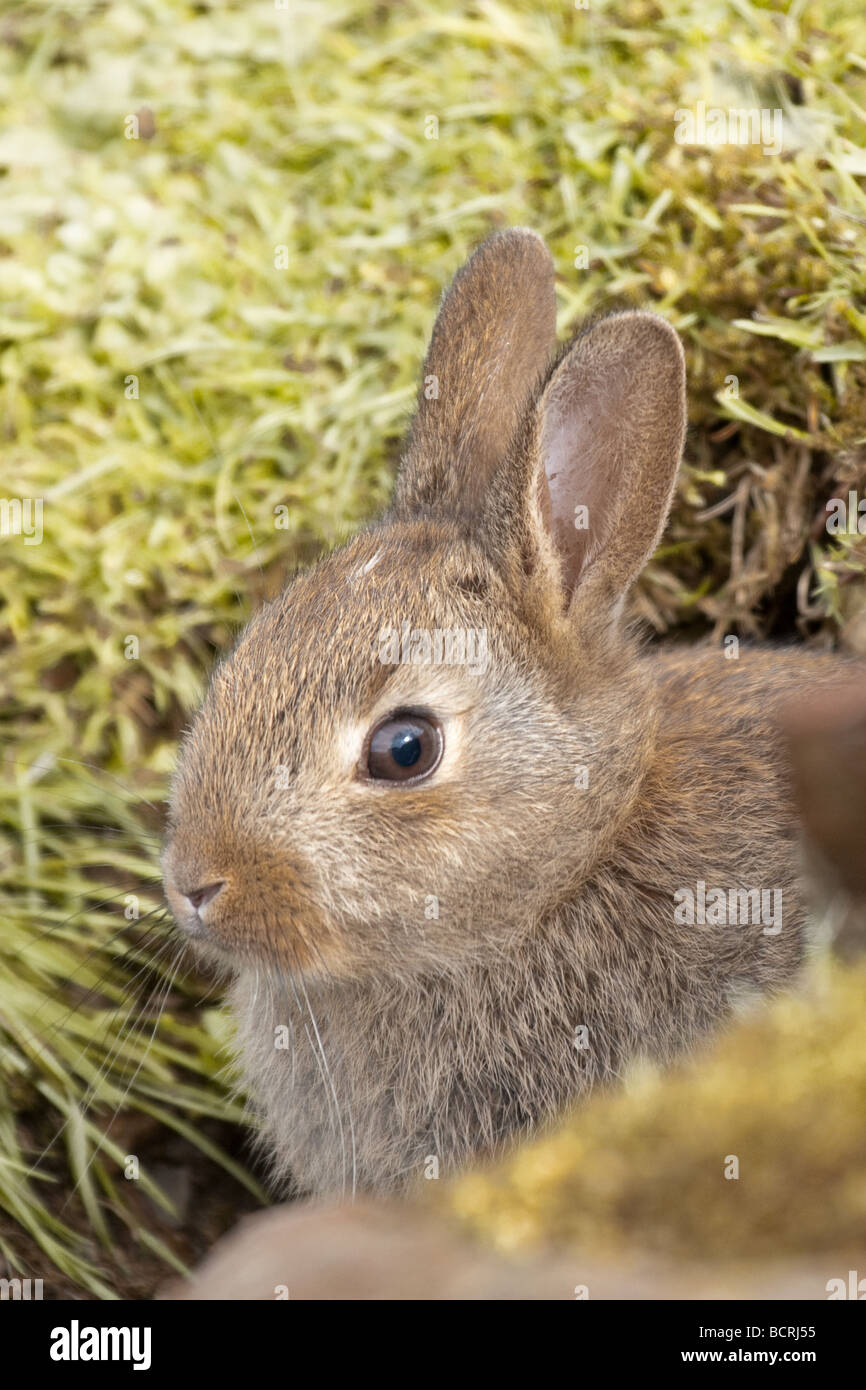 Rabbit burrow hi-res stock photography and images - Alamy