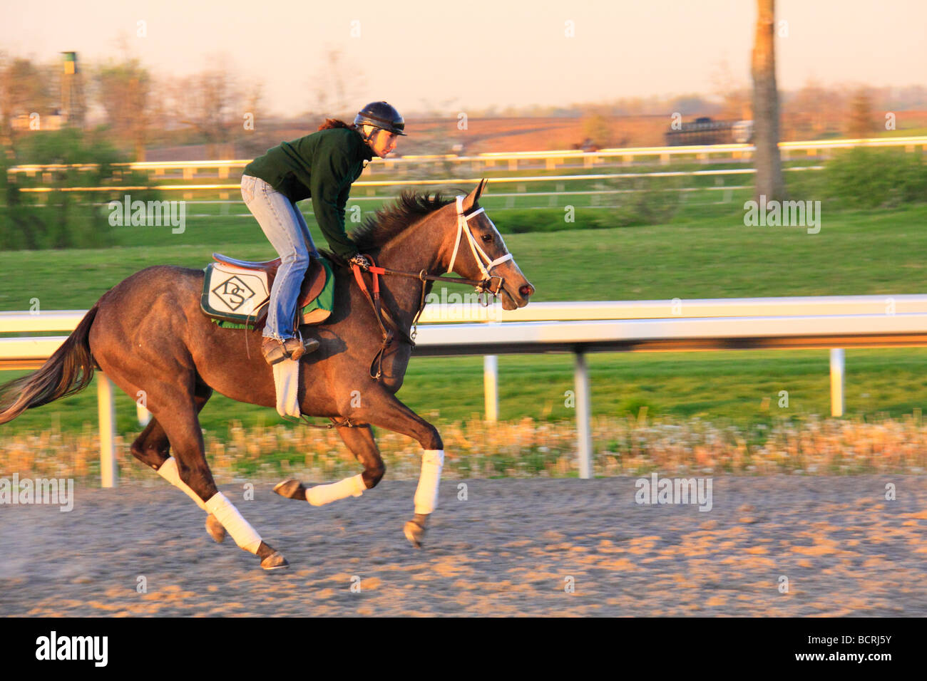 Exercise rider on thoroughbred at early morning workout at Keeneland ...