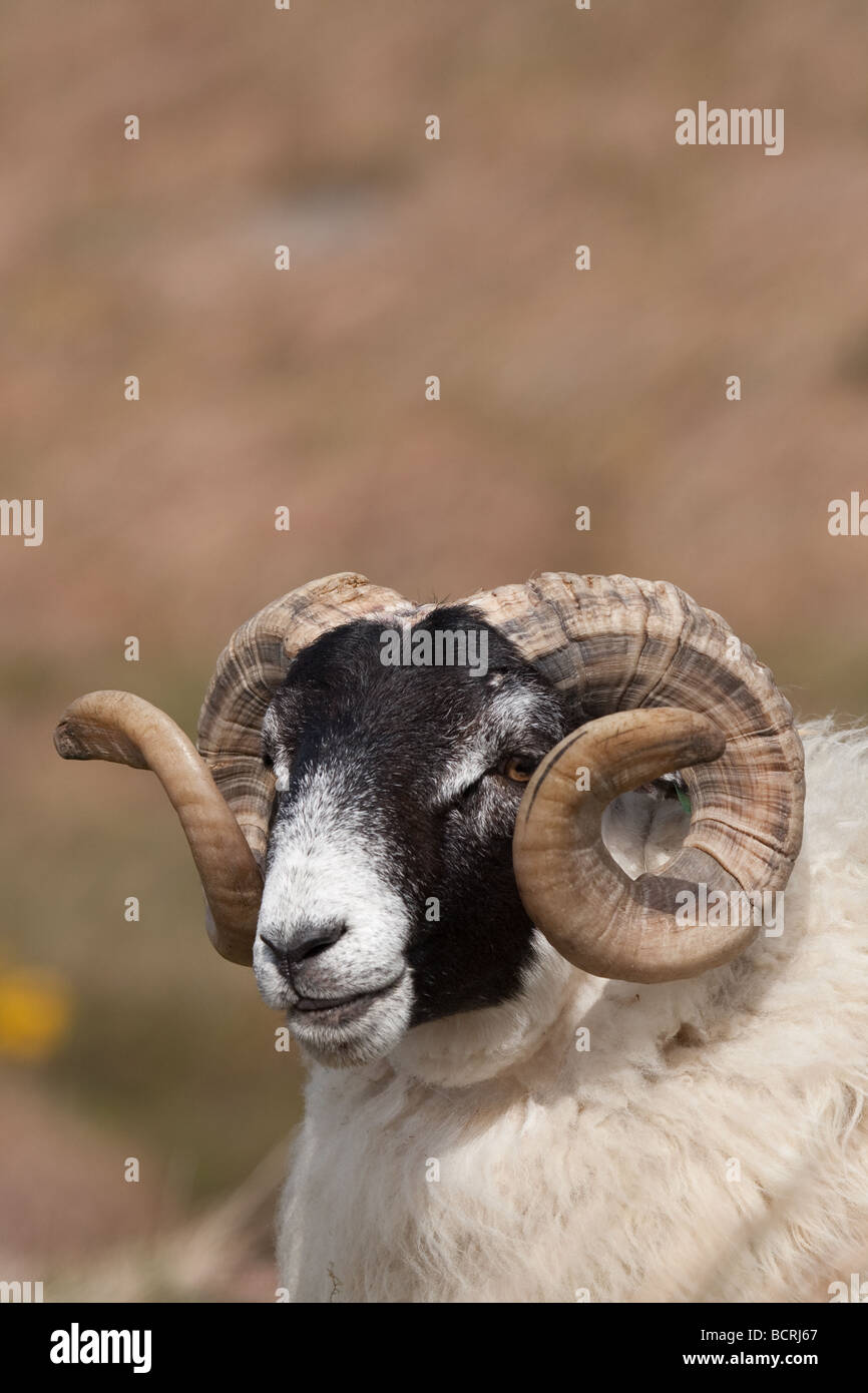 Ram scottish hi-res stock photography and images - Alamy