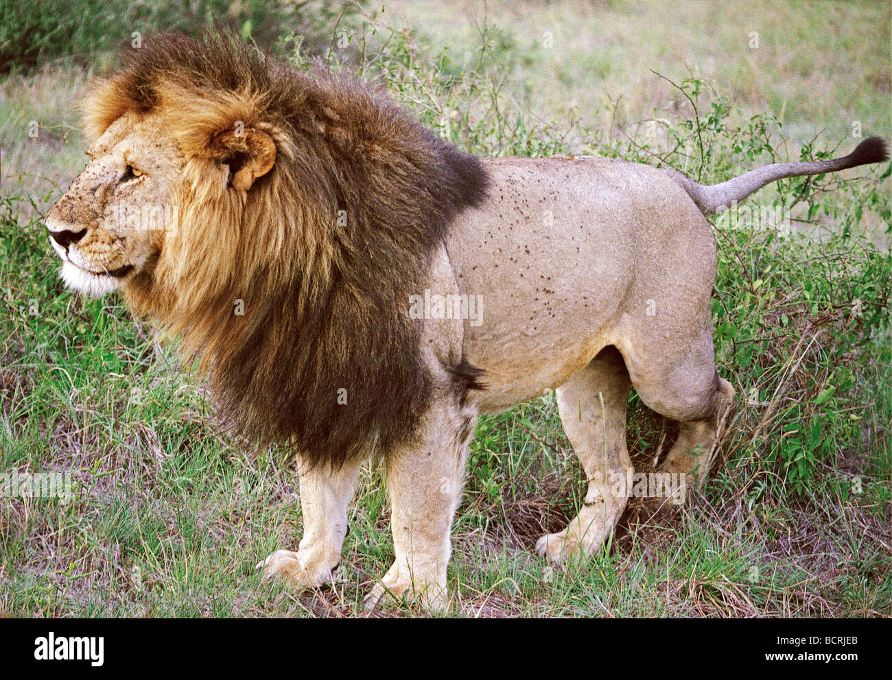 Territorial behaviour male lion marking hi-res stock photography and ...