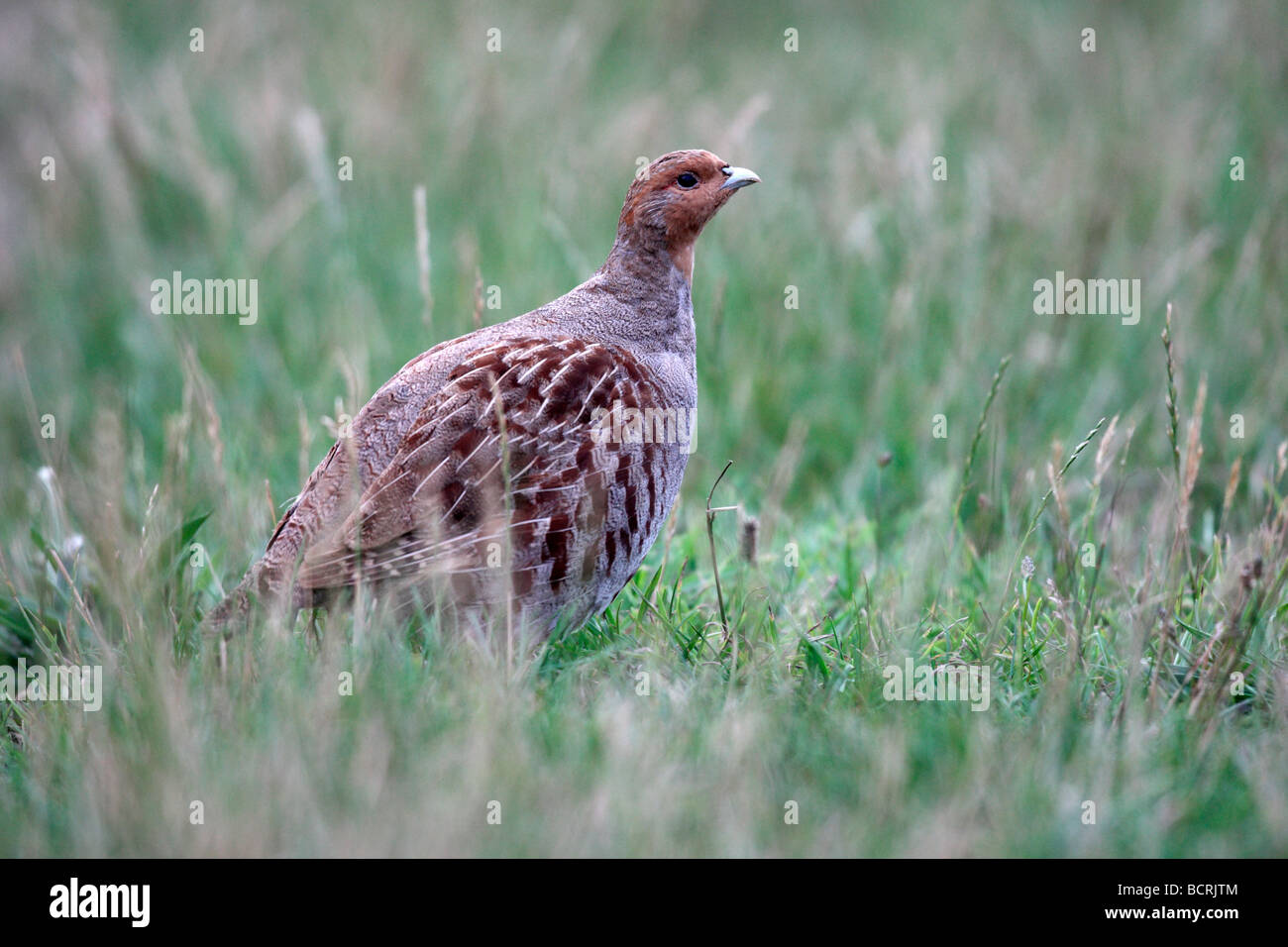 Grey Partridge Uk Stock Photos & Grey Partridge Uk Stock Images - Alamy