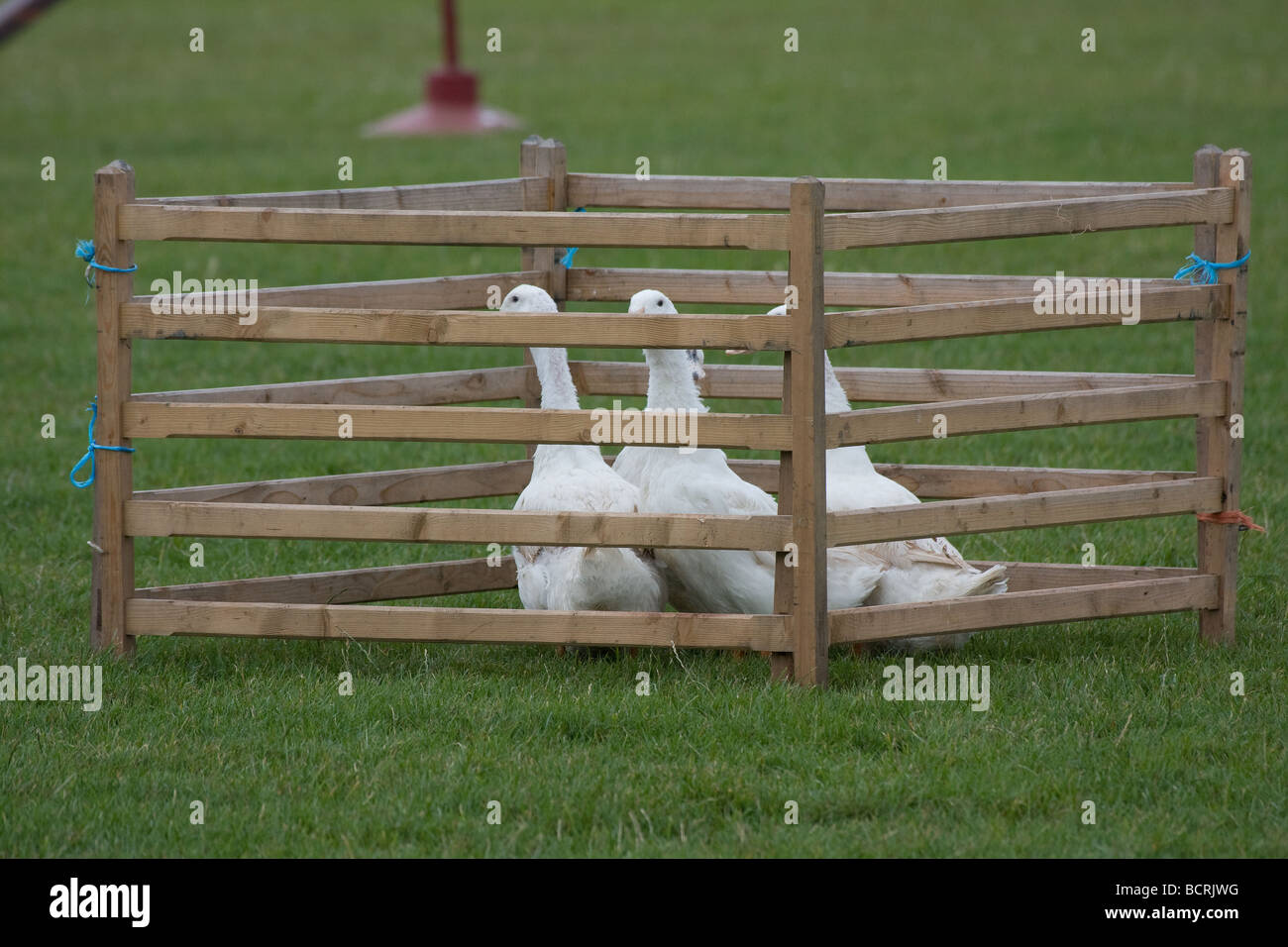 white ducks pen penned nervous pen wooden fence Lambeth Country Show ...