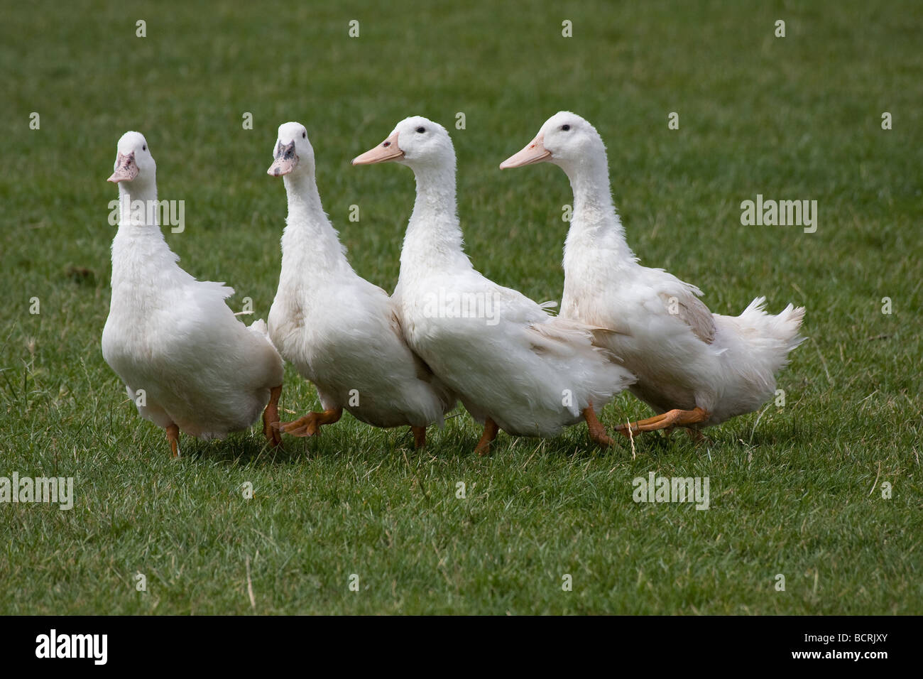 group of running white ducks green grass Lambeth Country Show ...