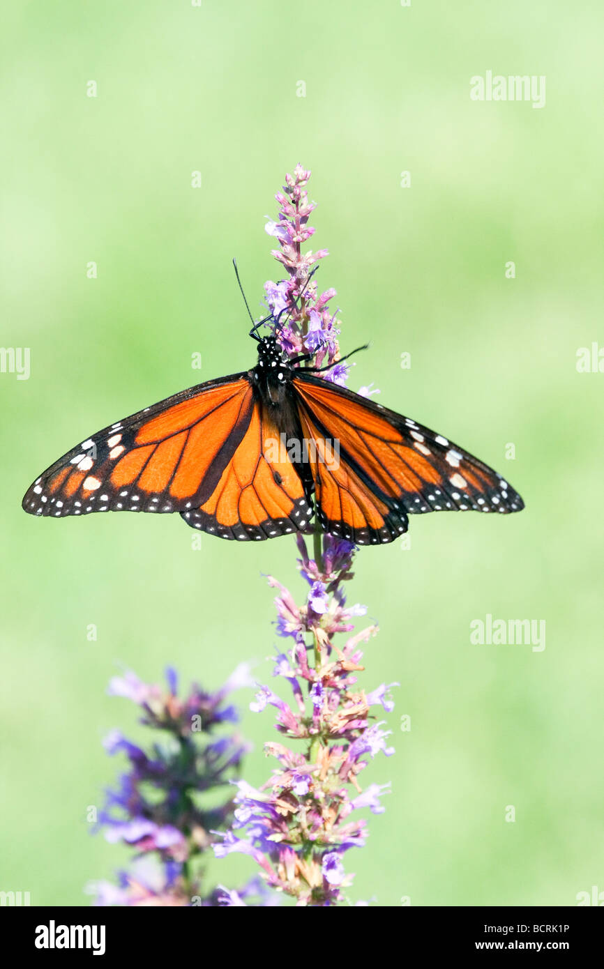 Monarch Butterfly feeding Stock Photo - Alamy