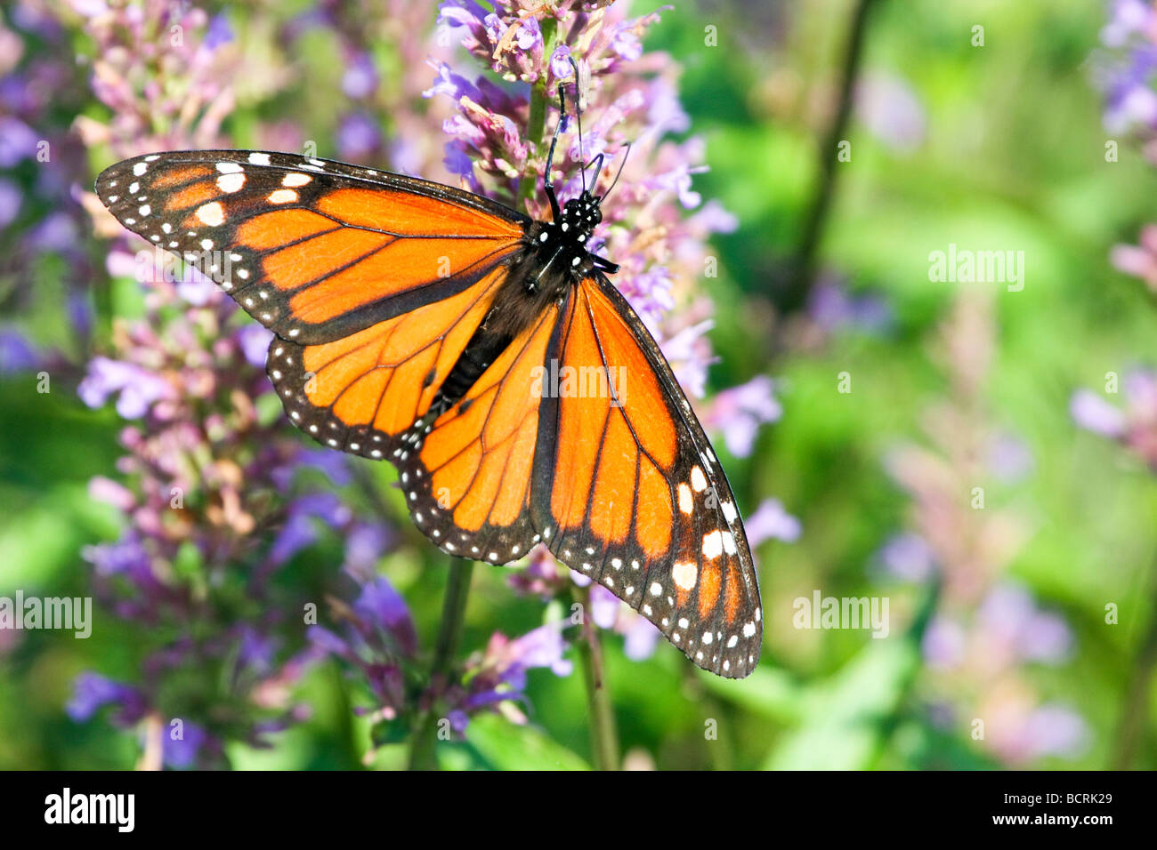 Monarch Butterfly with wings spread Stock Photo - Alamy