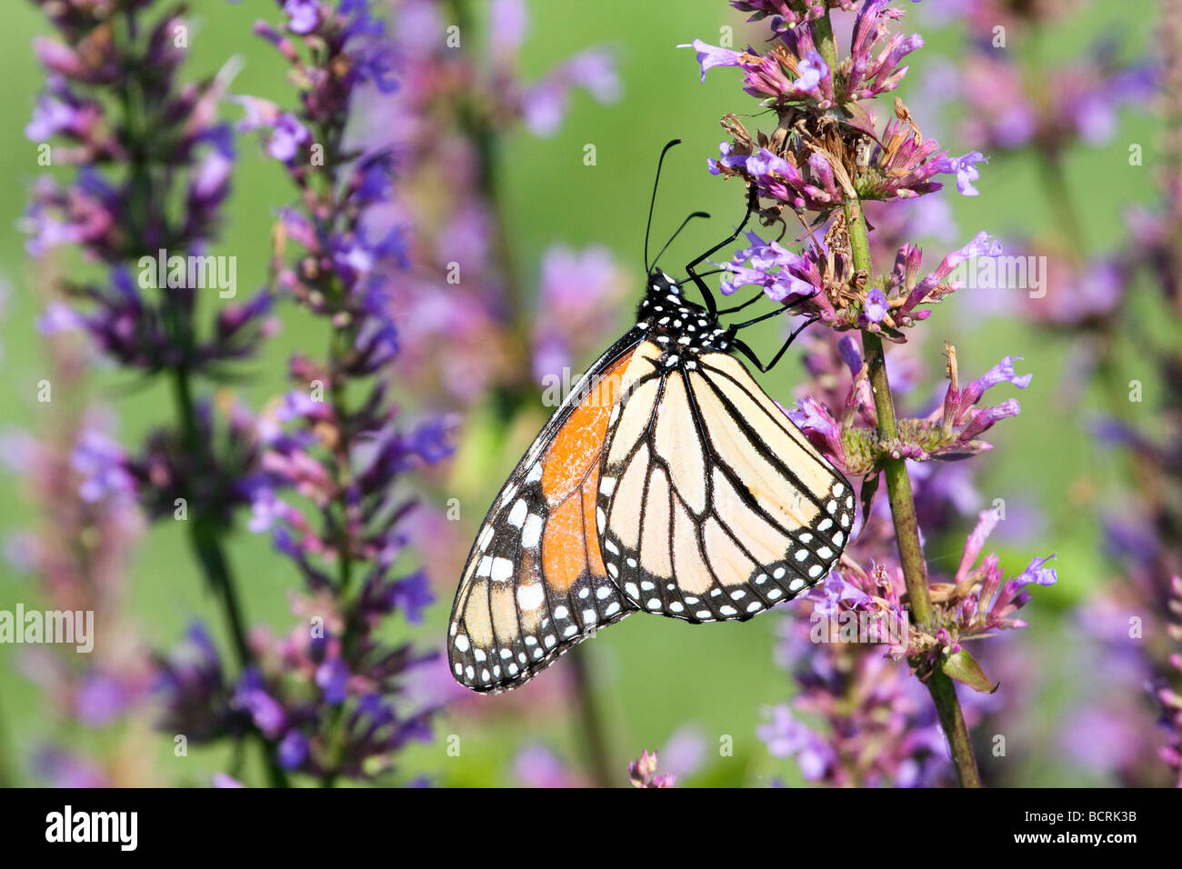 Monarch Butterfly feeding Stock Photo - Alamy