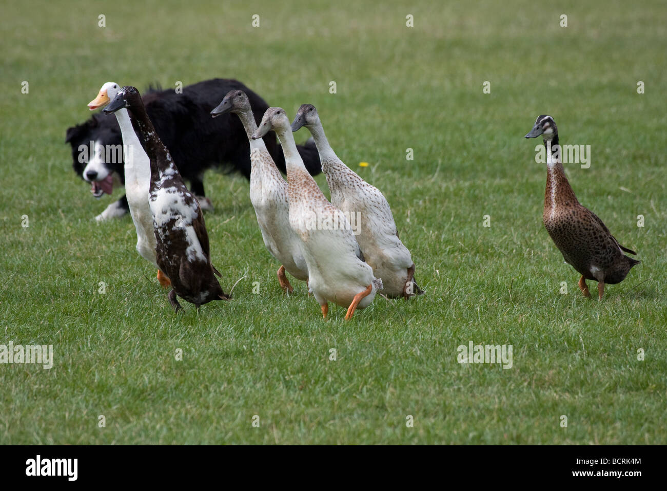 Indian runner ducks hi-res stock photography and images - Alamy