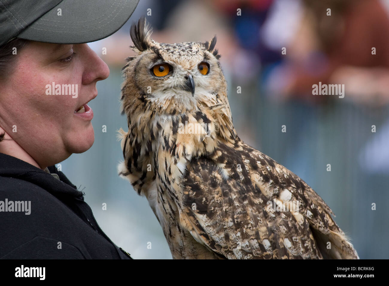bird intense bengal indian eagle owl eye plumage Lambeth Country Show ...