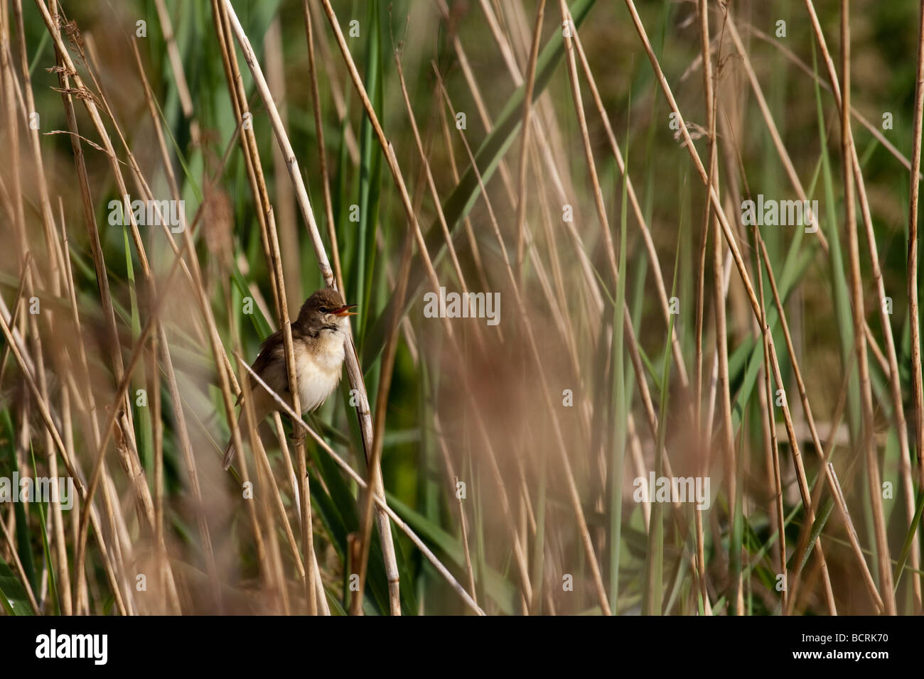 Reed warbler (Acrocephalus scirpaceus) singing Stock Photo - Alamy