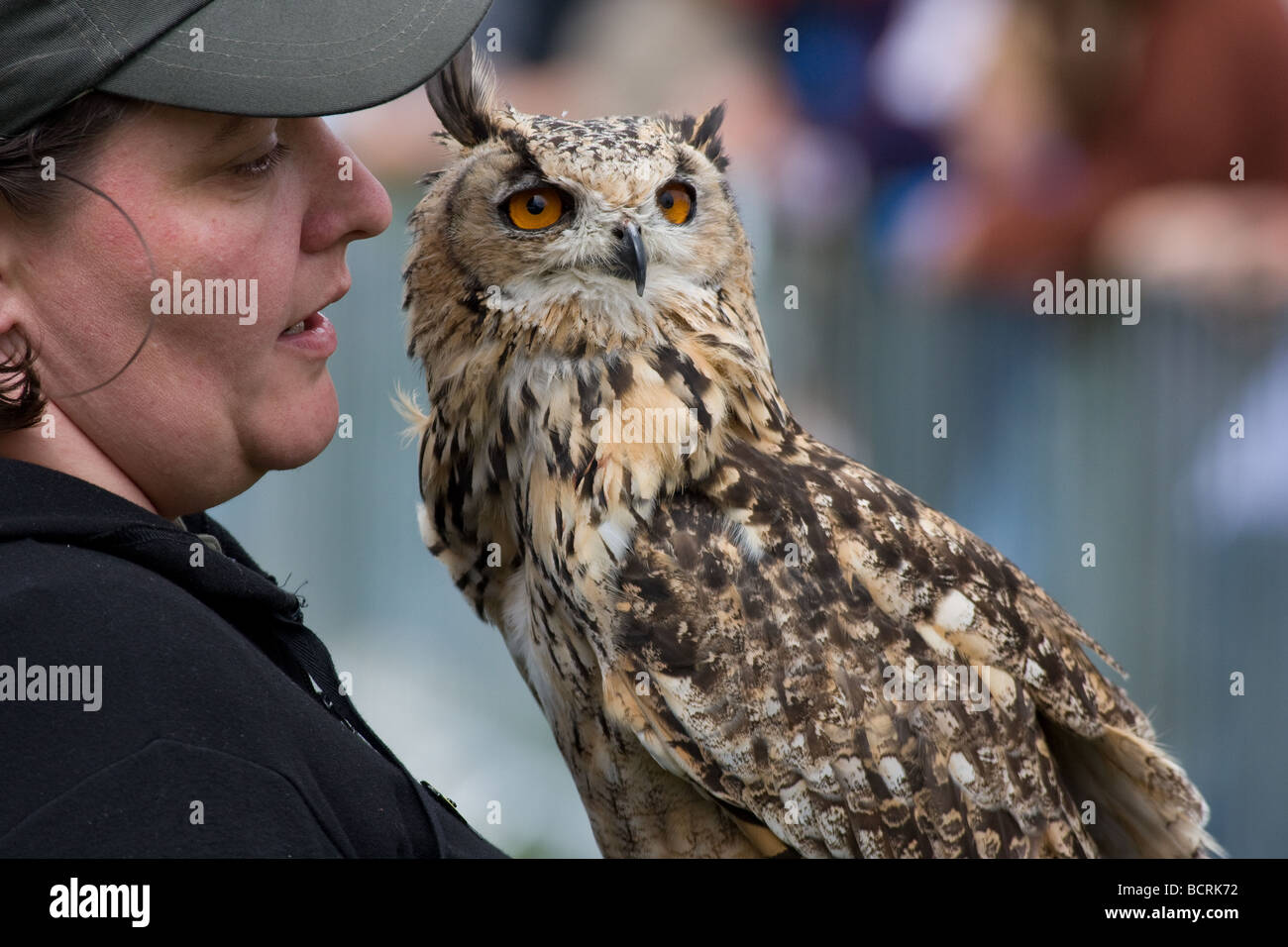 bird intense bengal indian eagle owl eye plumage Lambeth Country Show ...