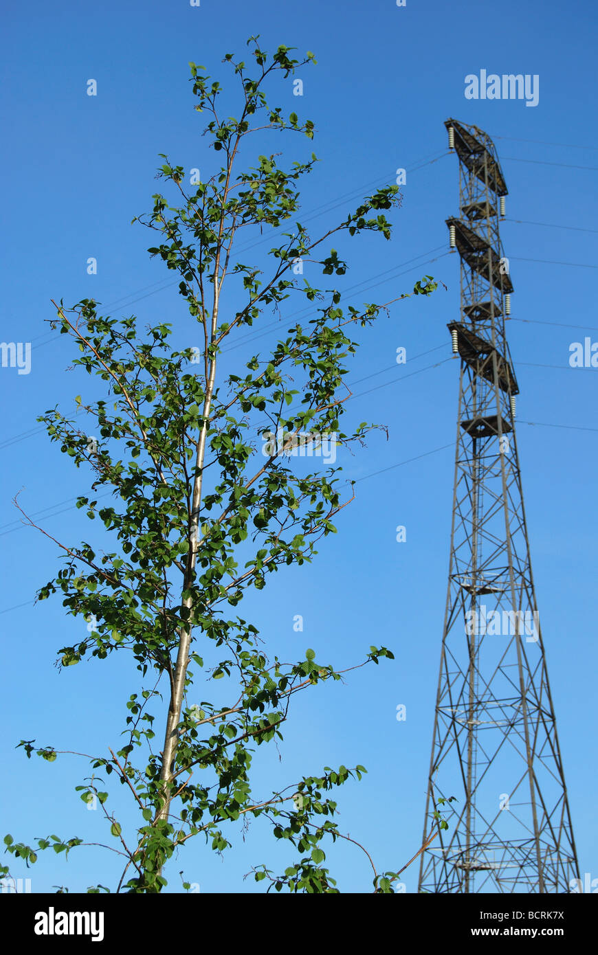 A young tree in foreground focus with a tall electricity pylon in soft ...