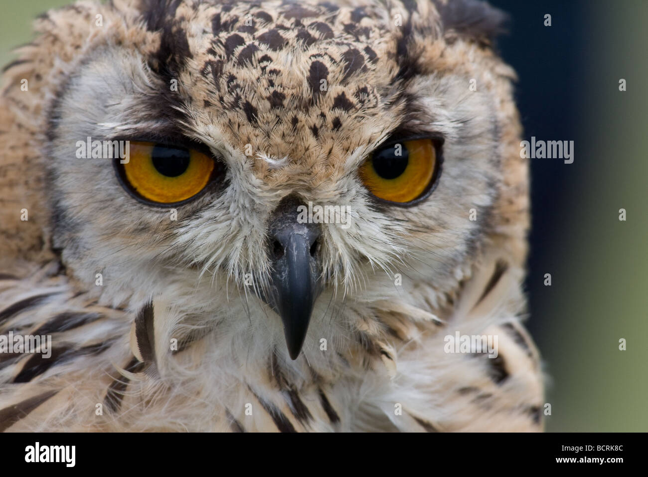 bird intense bengal indian eagle owl eye plumage Lambeth Country Show ...