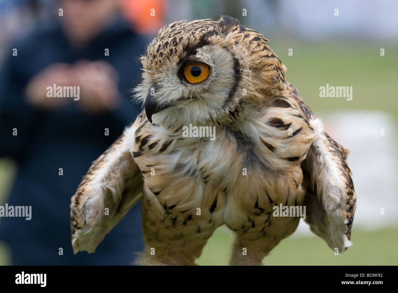 bird intense bengal indian eagle owl eye plumage Lambeth Country Show ...