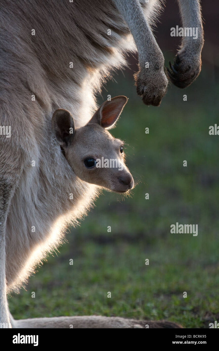 Western grey kangaroo pouch hi-res stock photography and images - Alamy