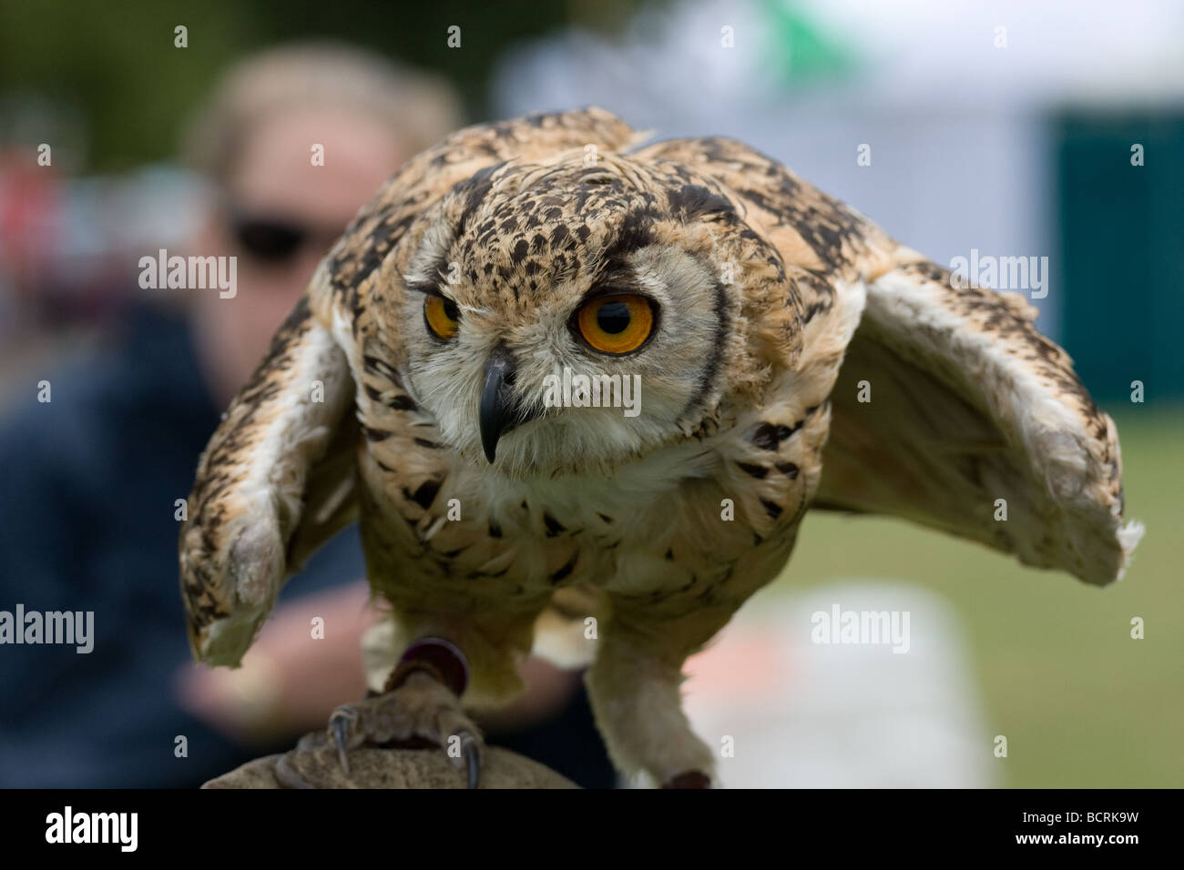 bird intense bengal indian eagle owl eye plumage Lambeth Country Show ...