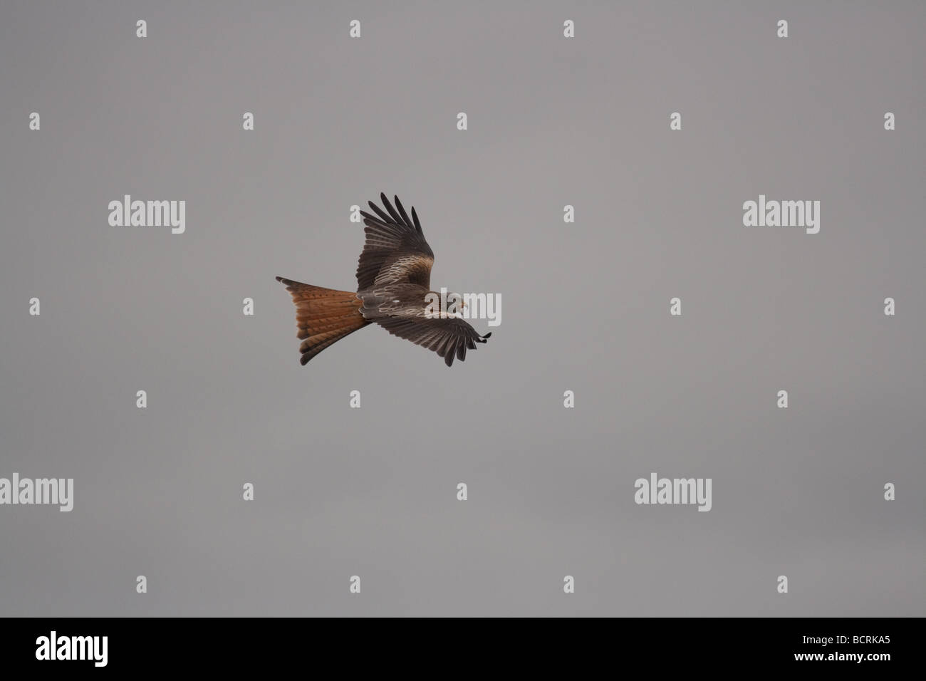 Red Kite flying Stock Photo - Alamy