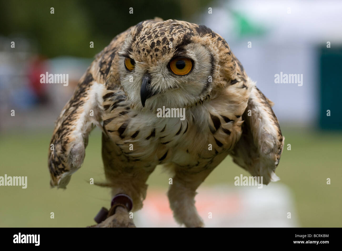 brown intense bengal indian eagle owl eye plumage Lambeth Country Show ...