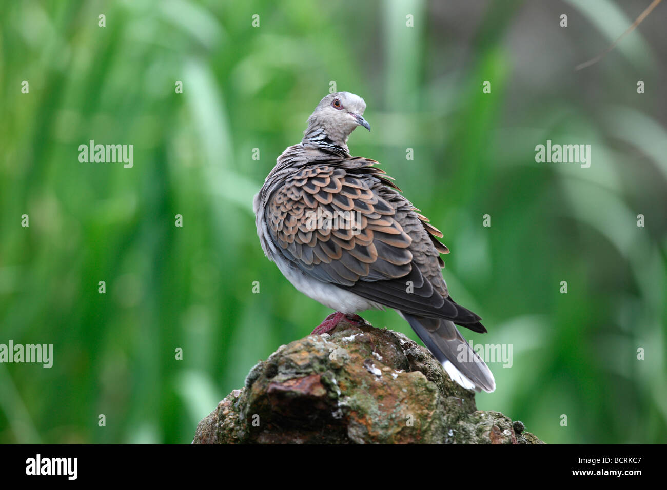 Turtle Dove Uk High Resolution Stock Photography and Images - Alamy